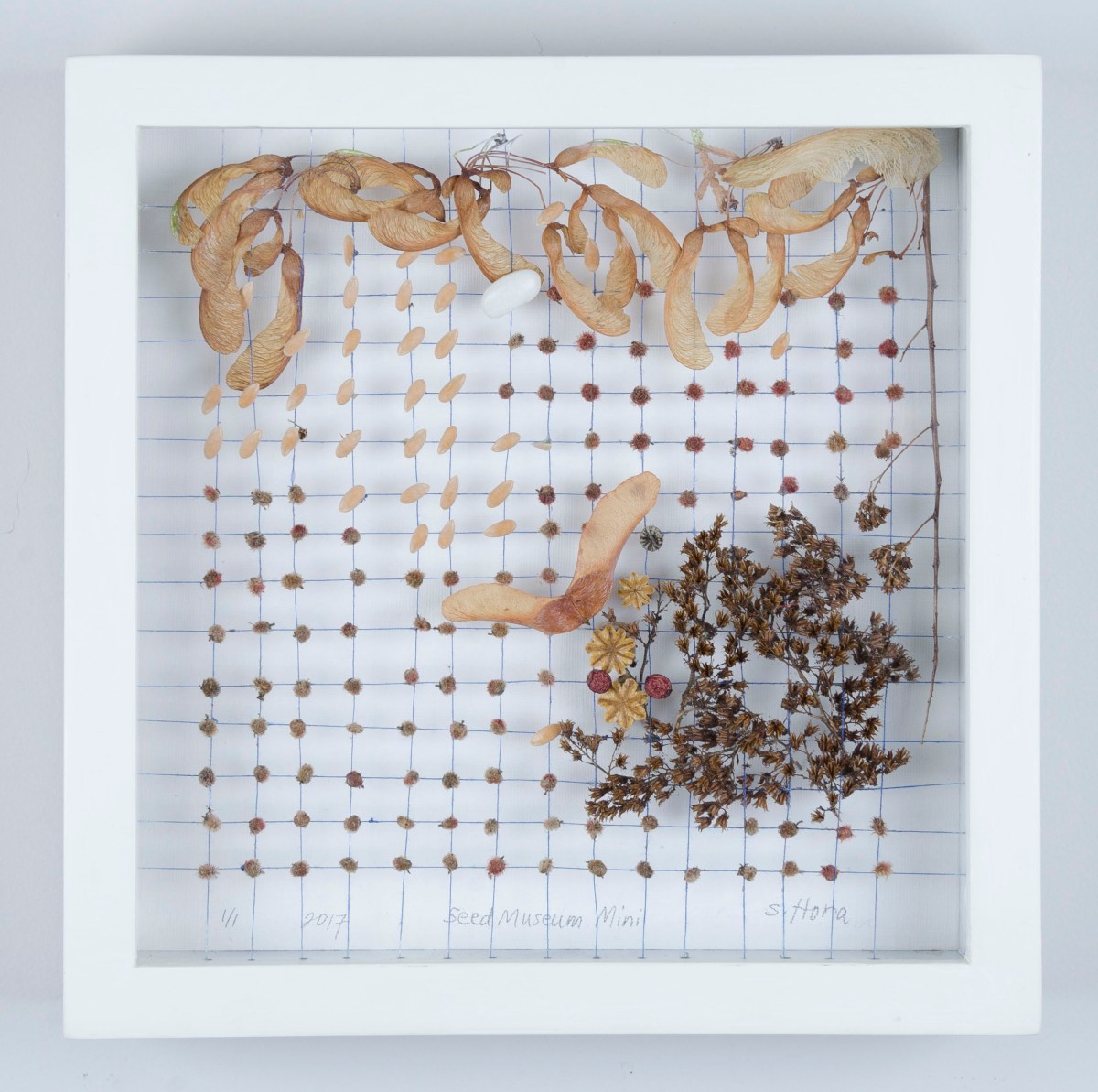 SEED MUSEUMS – GrowStudio