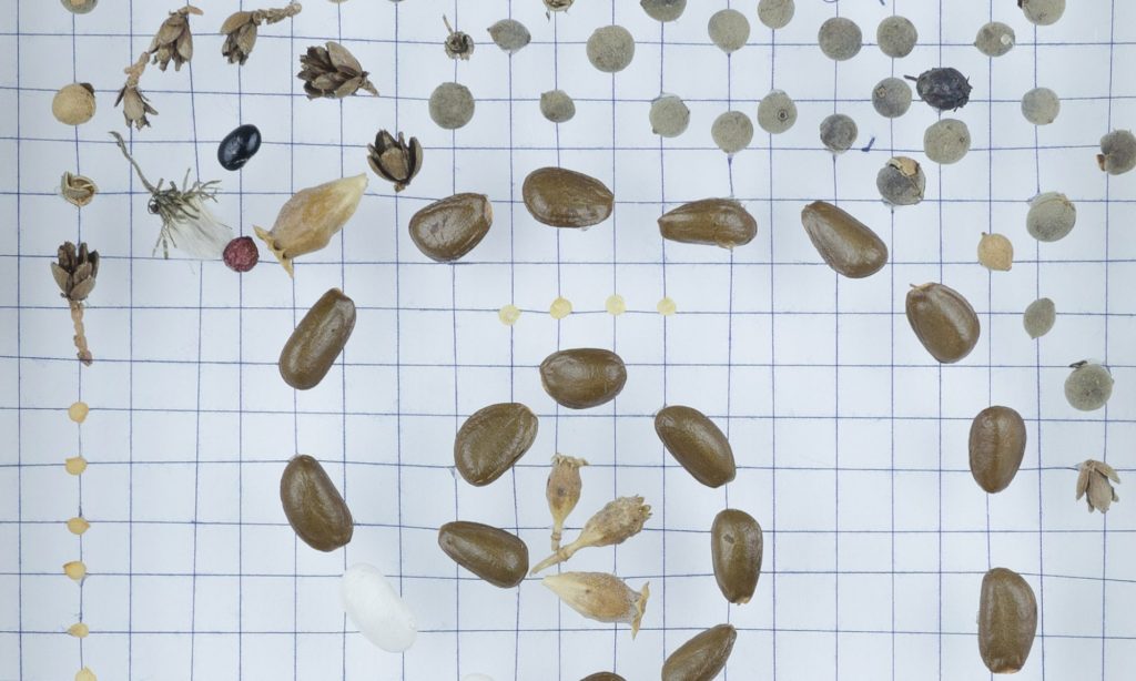 SEED MUSEUMS – GrowStudio